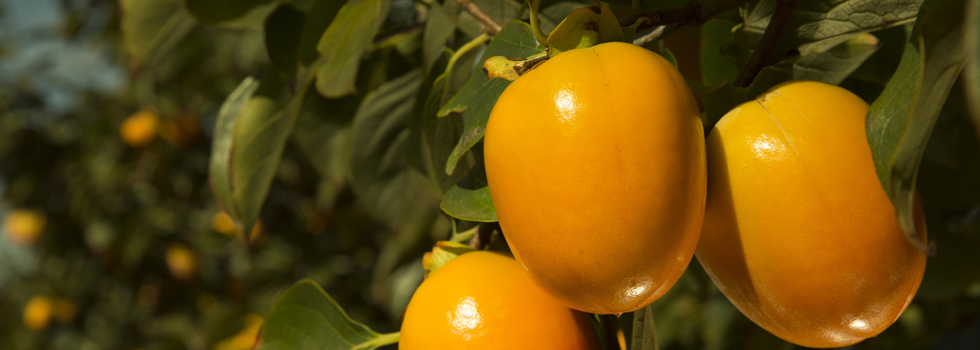 Spanish Persimmons: the Sweetest Things! | Foods & Wines from Spain