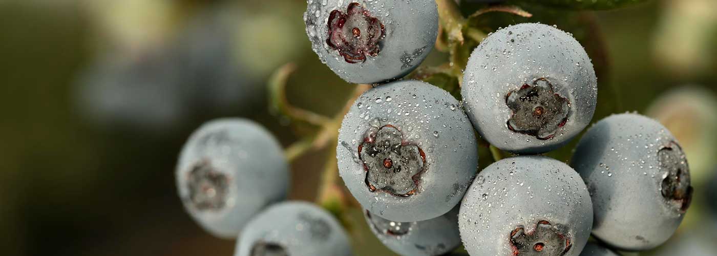 Organic Producers in Northern Spain: Top-Flight Olive Oil, Blueberries ...