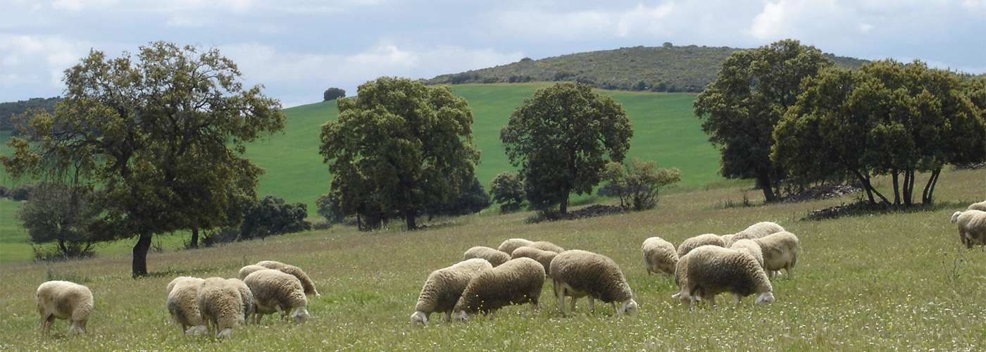 Sheep Cheeses from Spain, Old and New | Foods and Wines from Spain