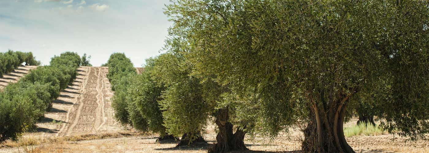 Spain’s Globally Important Agricultural Heritage Systems (GIAHS)