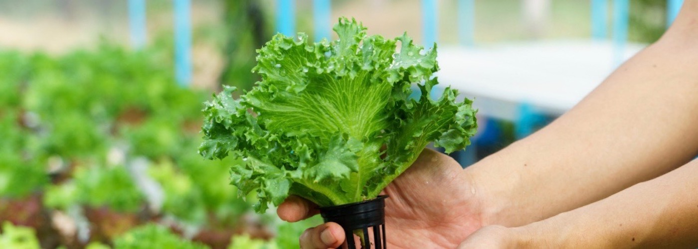 Building freshness: The great challenge of flavor