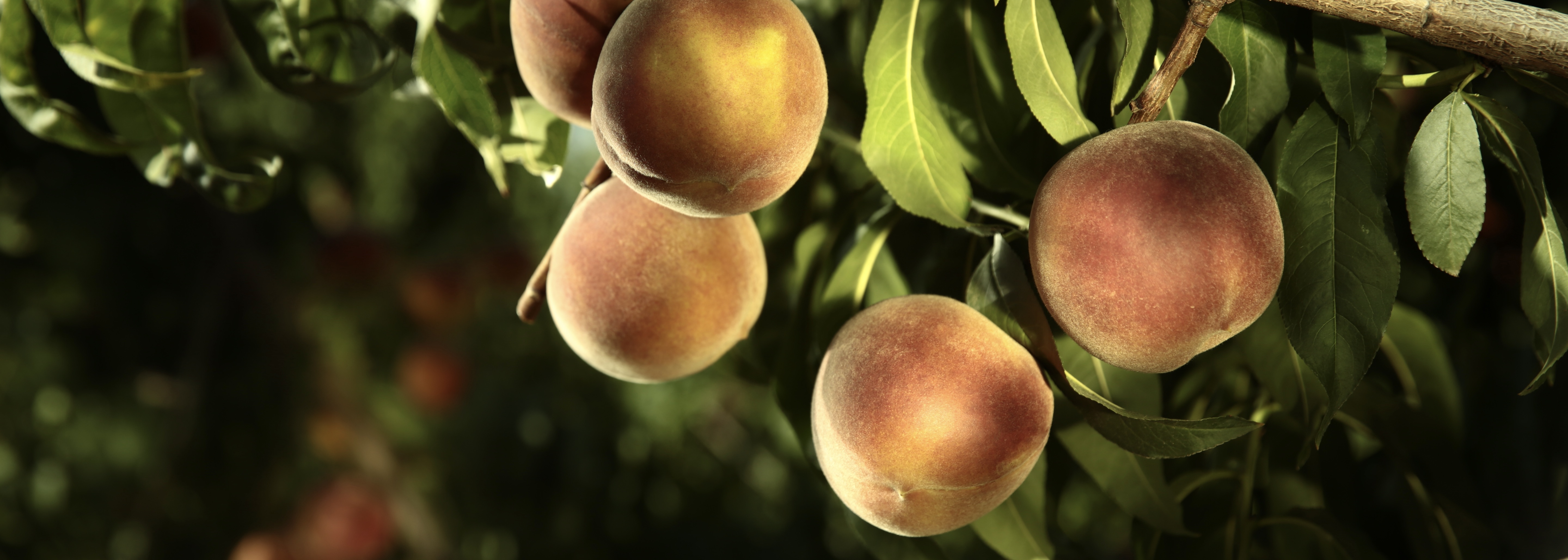 Spanish Stone Fruits: The Taste of Summer