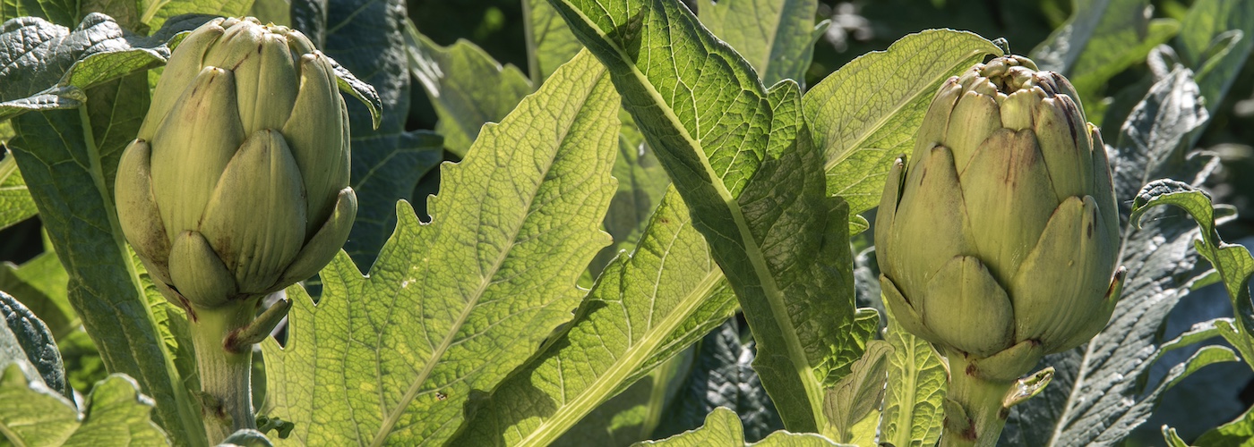 Anatomy of an Artichoke, Delicious and Versatile