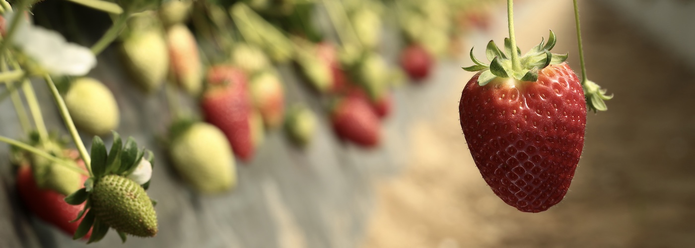 The Red Allure of Spanish Strawberry