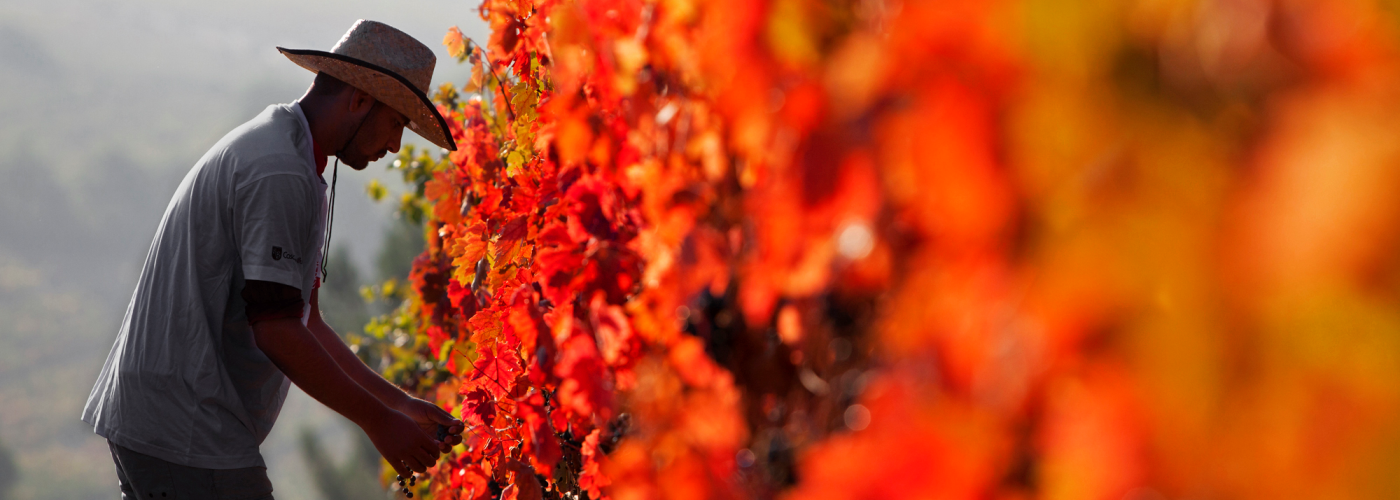 Authentic Bierzo, where Mencía reigns | Foods and Wines from Spain