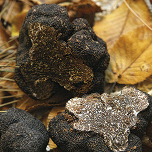 Foods and Wines from Spain. What you should know about its gastronomy