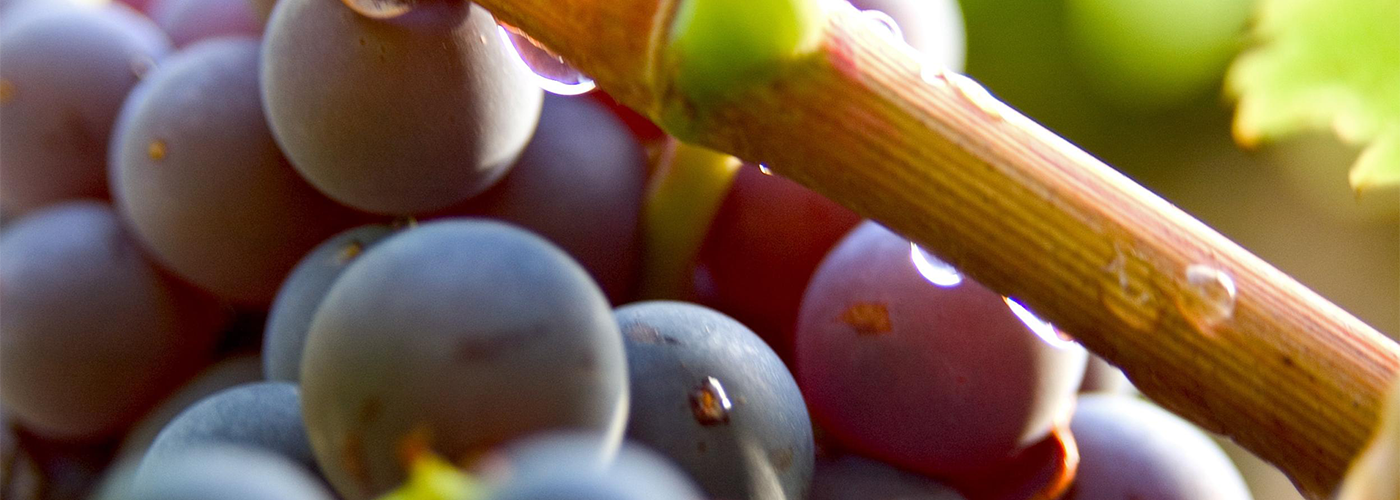 Great Garnacha from Spain | Foods and Wines from Spain