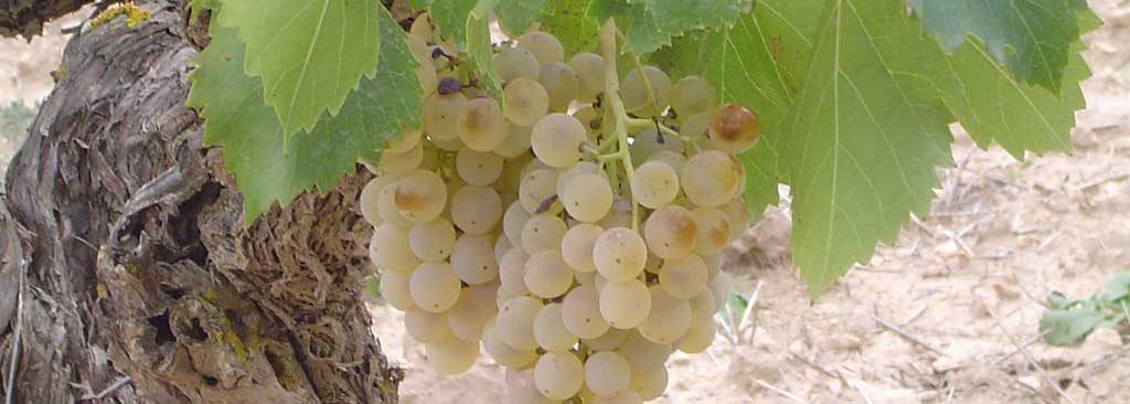 Garnacha Blanca Goes Solo at Last | Foods & Wines from Spain