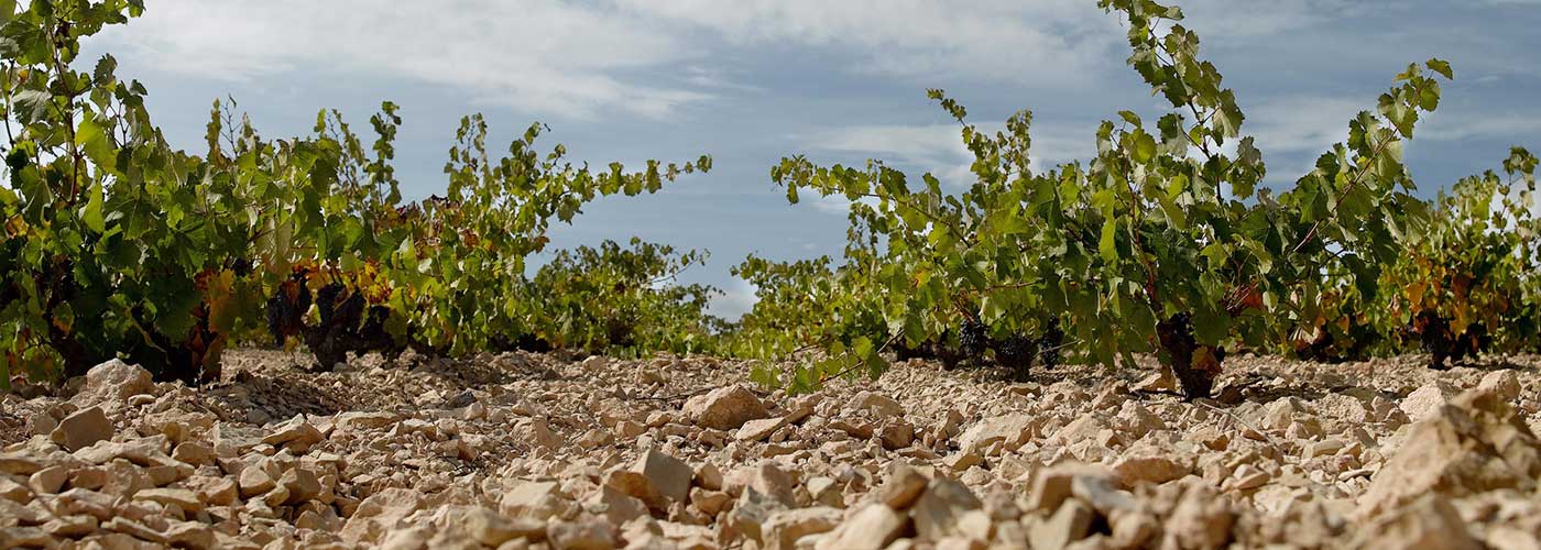 Monastrell in Its Element | Foods and Wines from Spain