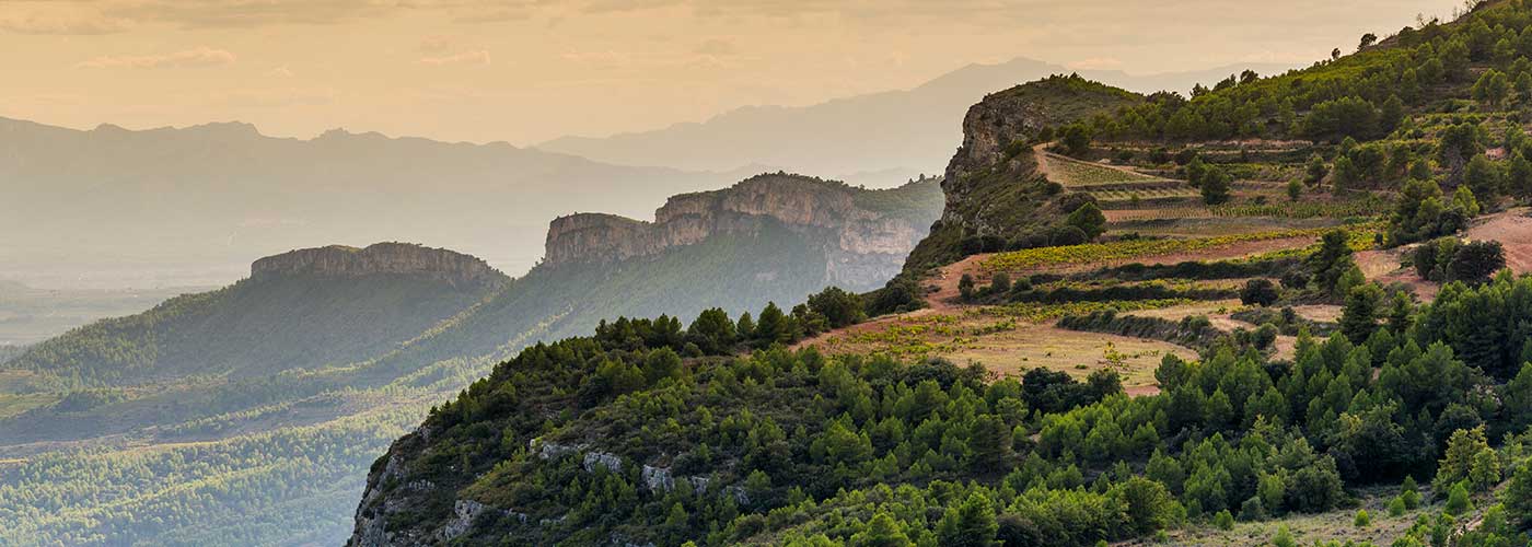 Vast Skies and High Altitude: Vineyards in the Meseta and Northern ...