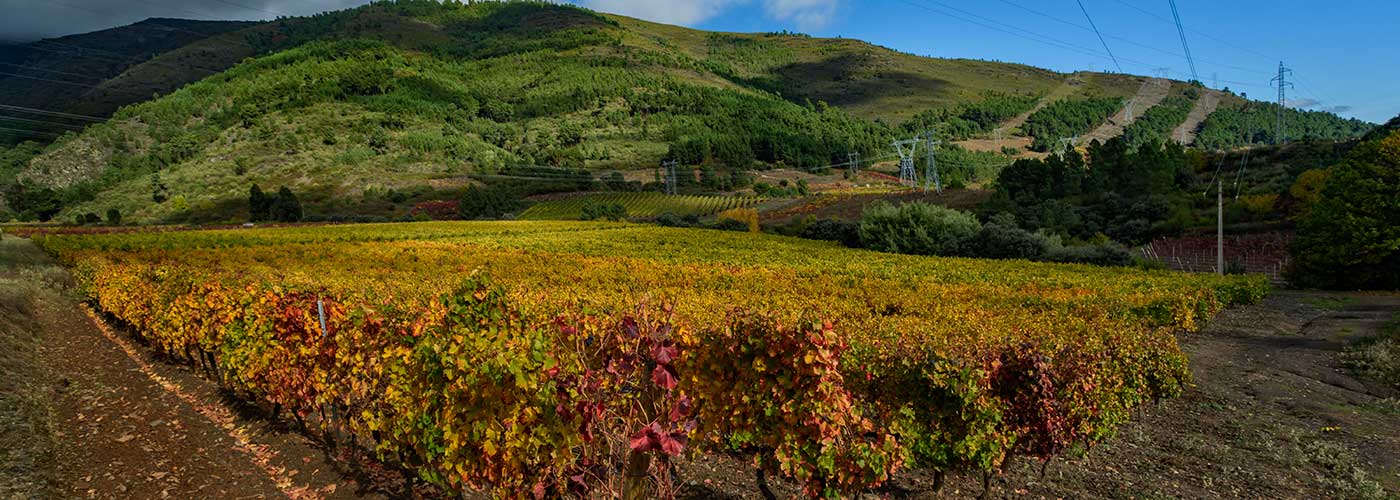 DO Valdeorras: Wines as Good as Gold | Foods and Wines from Spain