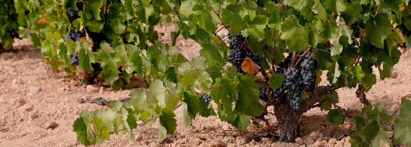 Beyond Tempranillo: Exciting Reds from Spain’s Lesser-Known Native ...