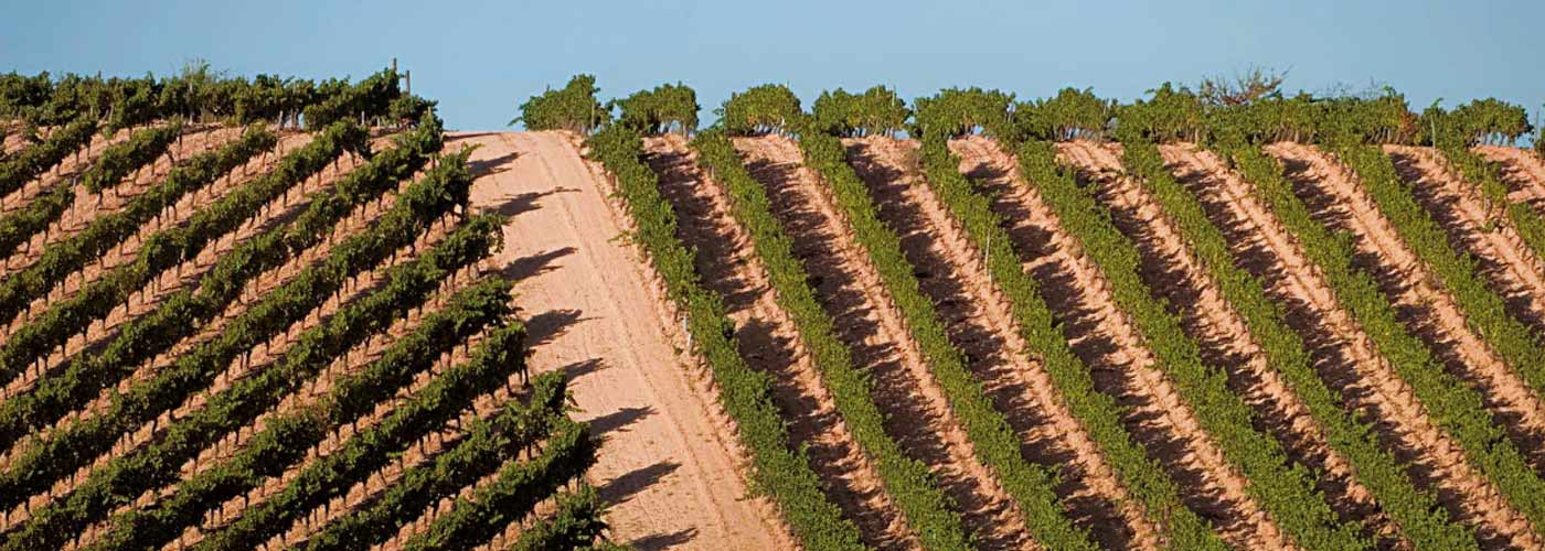 Sustainability, Organic Viticulture, and Biodynamics: 3 Wineries ...