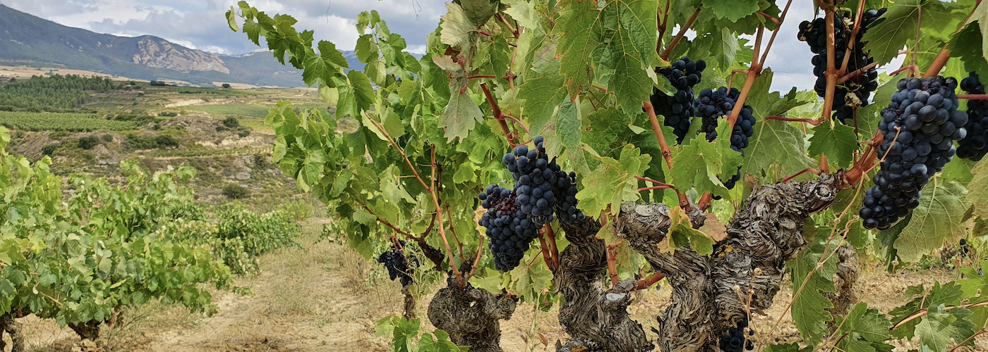 New Spanish Wine Classifications Gain Momentum