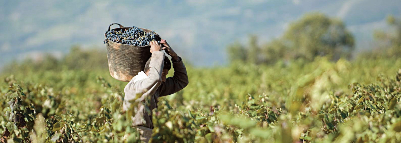 Report: Spain’s 2021 wine harvest
