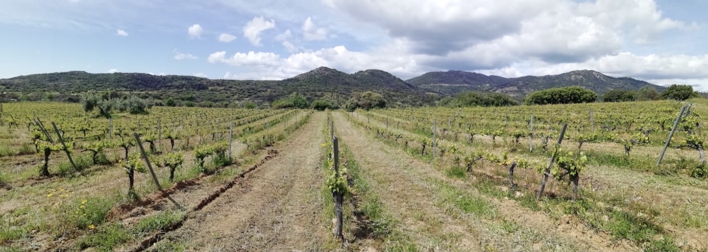 Albillo, the Delicate and Challenging Spanish White Grape you Will Love