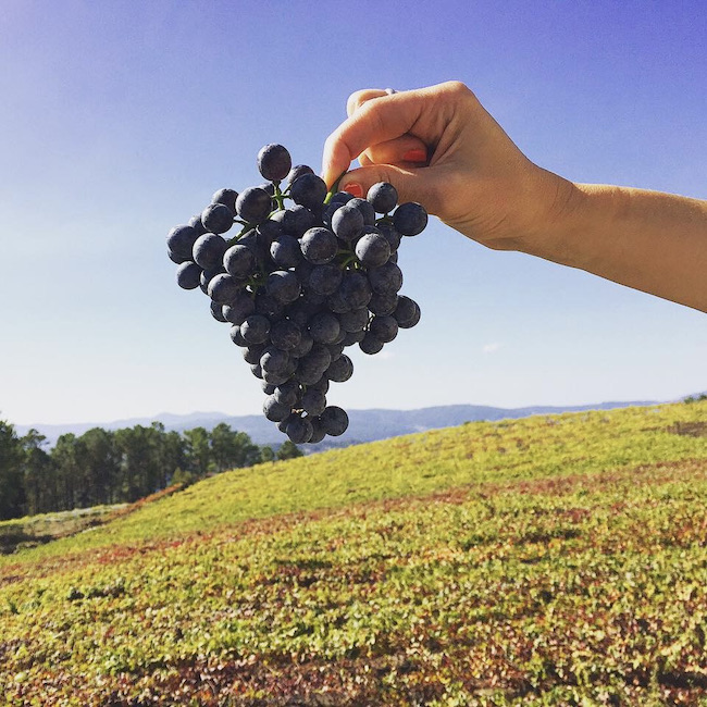 Spain’s indigenous grape varieties: highlights from the Taste Spain – Wines from Spain Annual ...