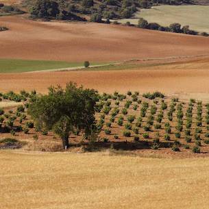 Features and articles on Spanish wines