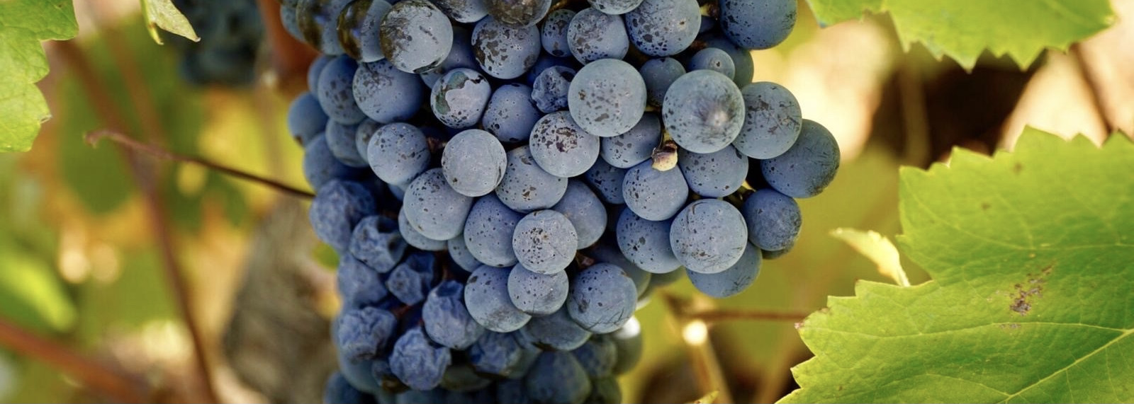 Bobal, Revolution in Red