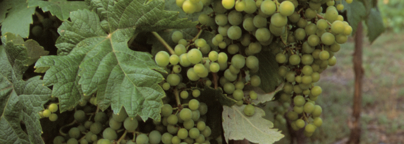 Is Ribeiro the Oldest Designated Winemaking Region in the World?