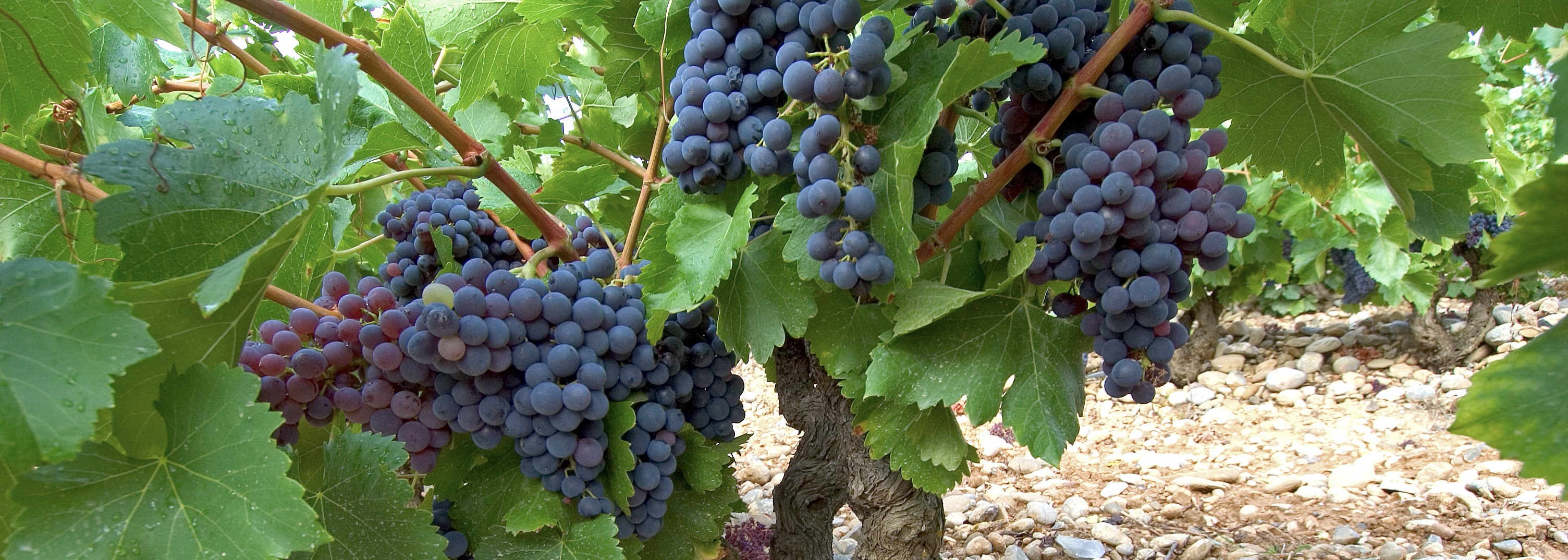 Garnacha Tinta: from Blending Grape to Cult Status