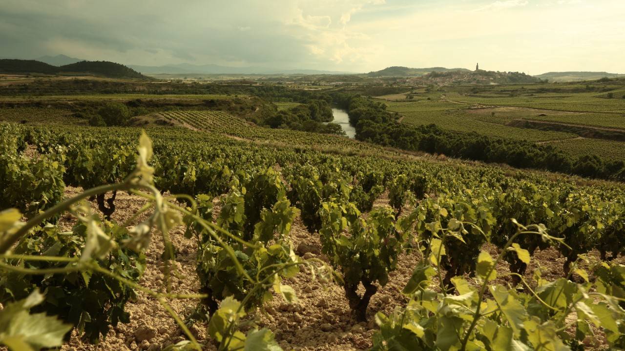 Foods and Wines from Spain. What you should know about its gastronomy