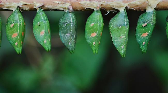 Revolutionizing Cultivated Meat Production: Cocoon Bioscience's ...