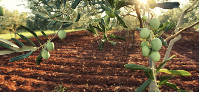 University of Jaén and Acesur Develop an Artificial Intelligence ...