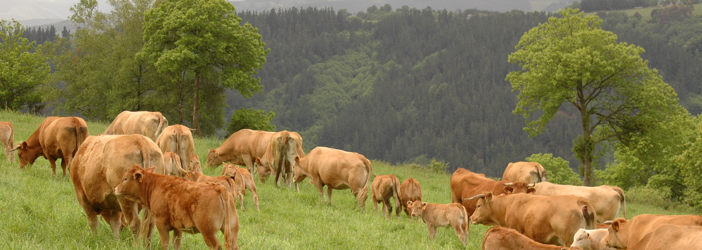 Galician Beef: A Real Delicacy for the Gods