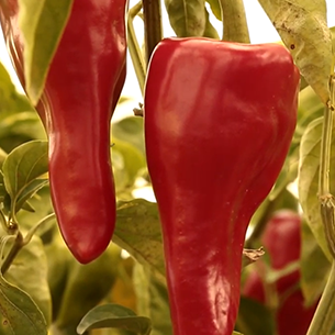 Spain's Pantry: Piquillo Peppers