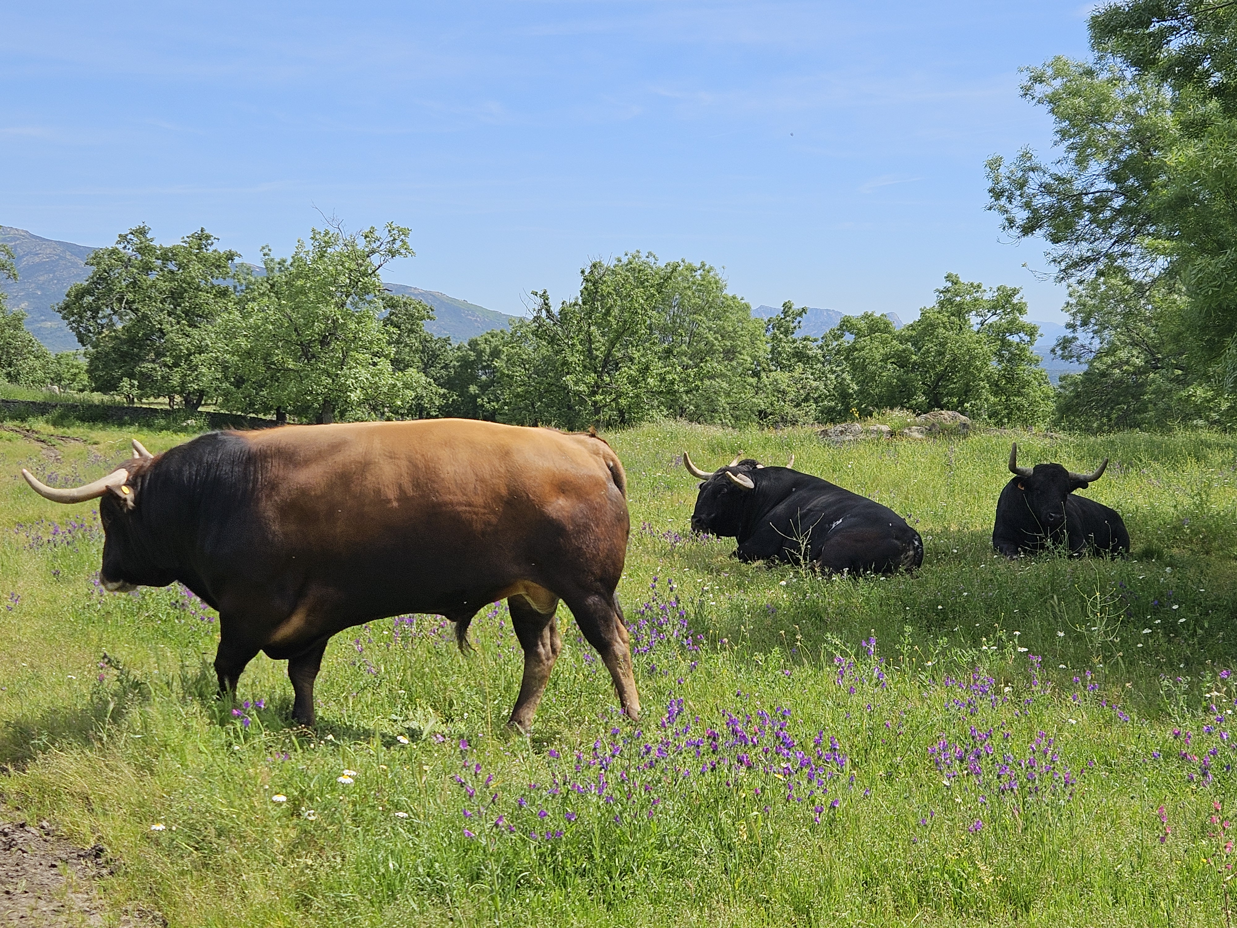 120TH ANNIVERSARY OF THE UNION OF SPANISH ‘TORO DE LIDIA’ BREEDERS ...