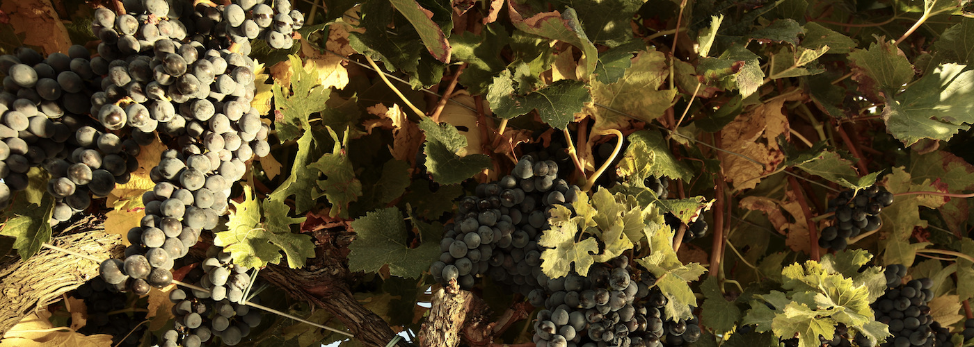 Adverse Weather Causes Spanish Producers to Harvest Earlier Than Ever