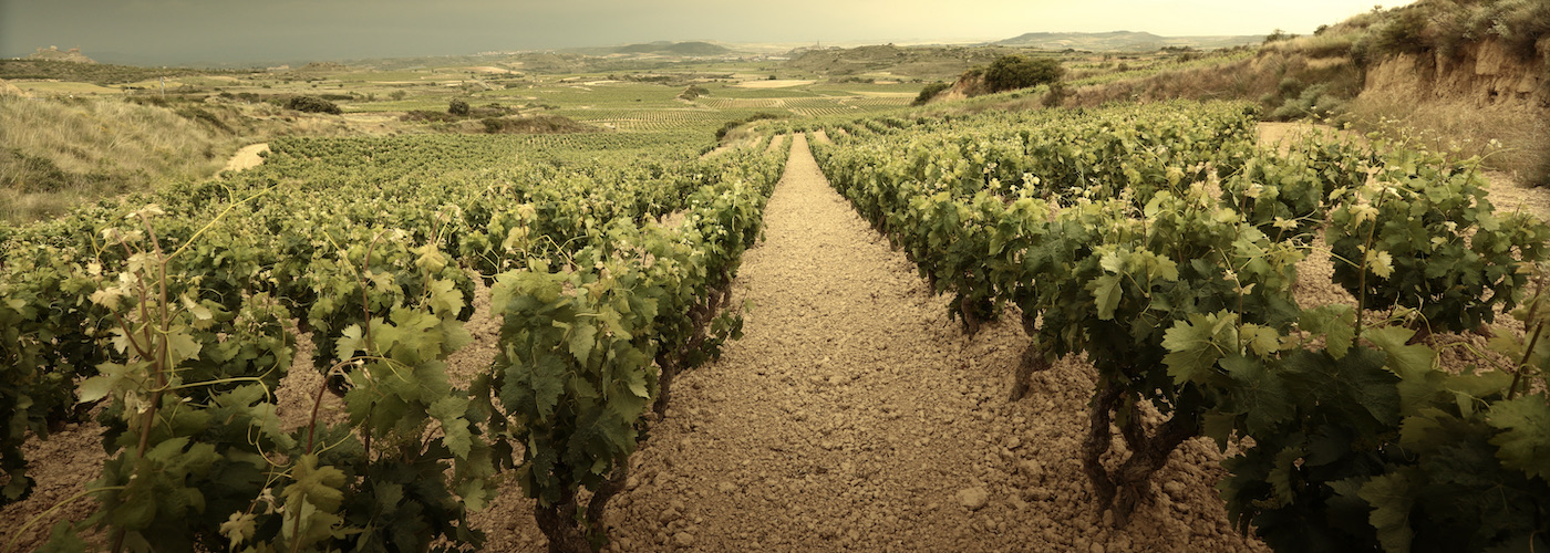 DOCa Rioja Wine Obtains Perfect 100-Point Score from MW Tim Atkin