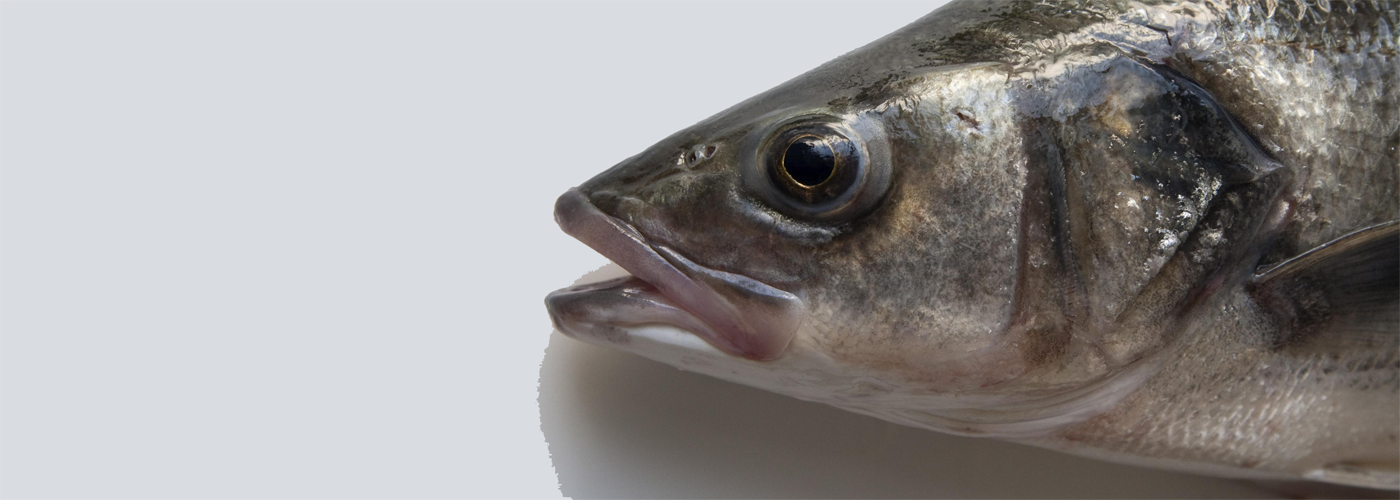 Sea bass | Foods and Wines from Spain