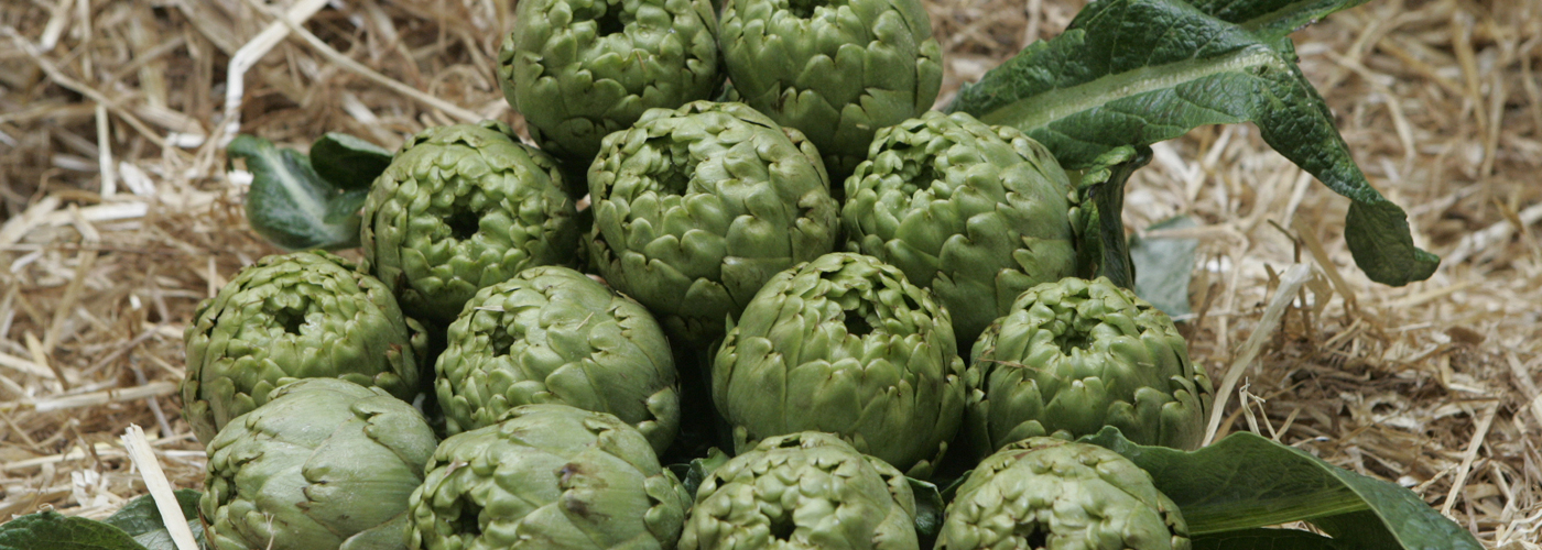 Alcachofa de Benicarló PDO | Foods and Wines from Spain