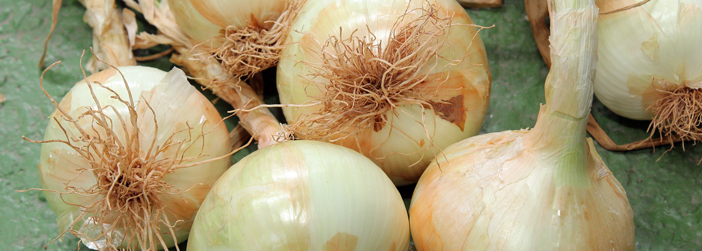 Cebolla Fuentes de Ebro PDO | Foods and Wines from Spain