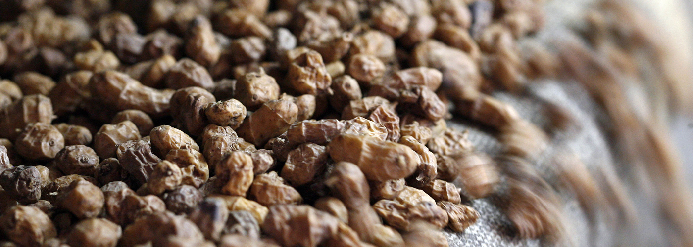 Chufa de Valencia PDO | Foods and Wines from Spain