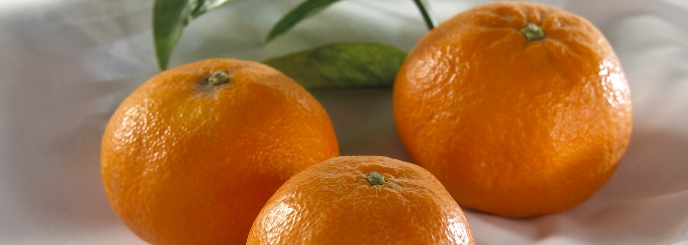 Clementinas de las Tierras del Ebro PGID | Foods and Wines from Spain