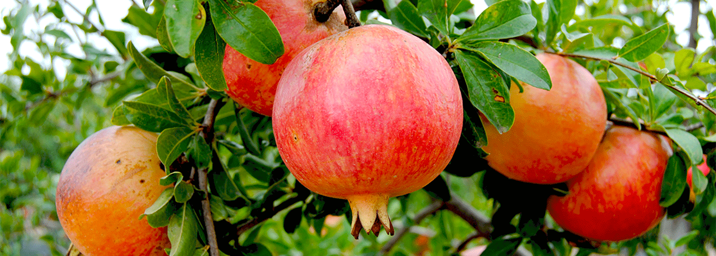 Granada de Elche PDO | Foods and Wines from Spain