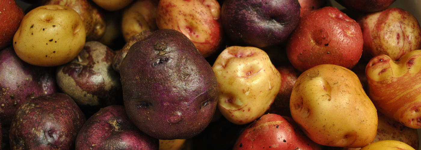 Papas Antiguas de Canarias PDO | Foods and Wines from Spain