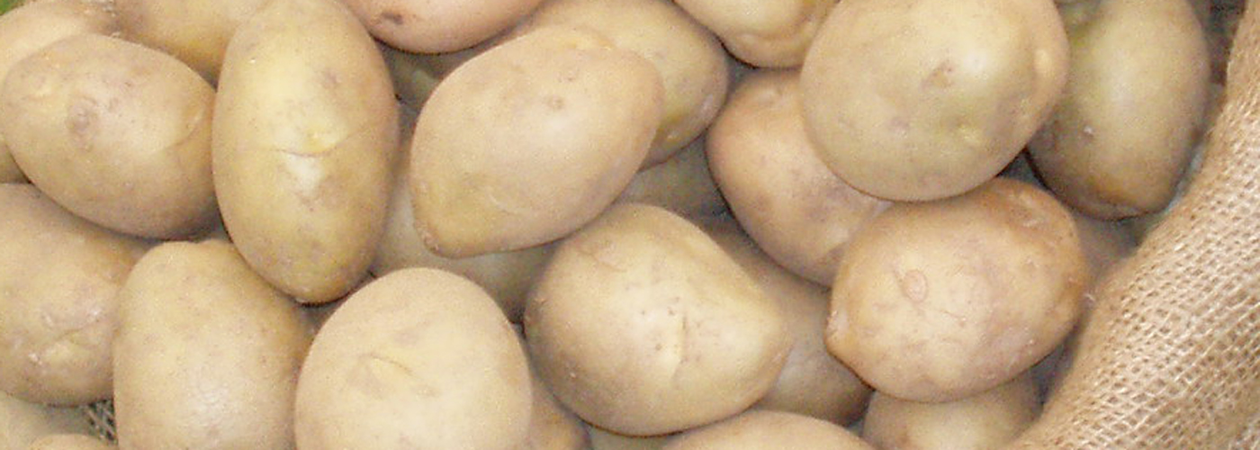 Patata de Galicia PGI | Foods and Wines from Spain