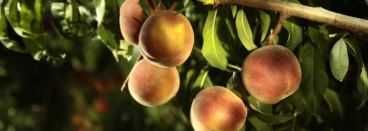 Peaches | Foods and Wines from Spain