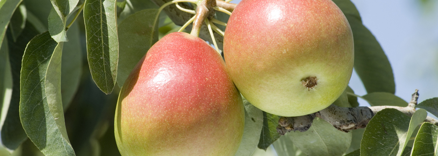 Pera de Jumilla PDO | Foods and Wines from Spain