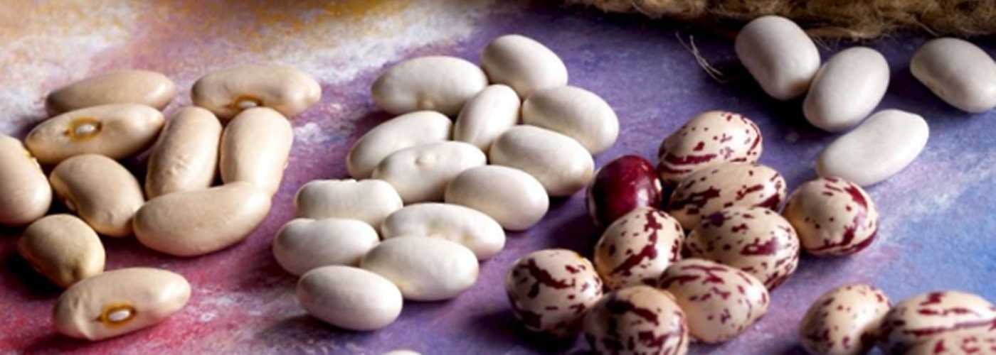 Alubia from La Bañeza-León PGI | Foods and Wines from Spain