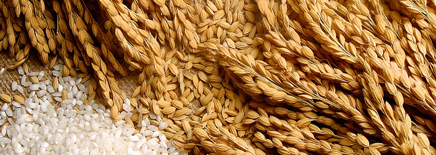 Rice from Valencia PDO | Foods and Wines from Spain