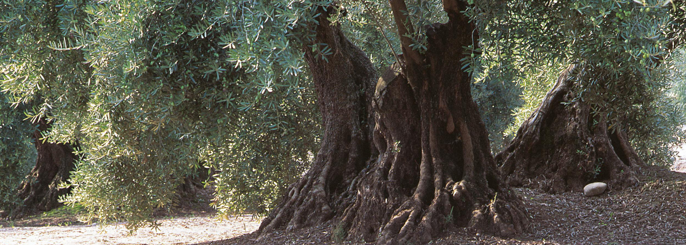 Sierra Mágina PDO | Foods and Wines from Spain