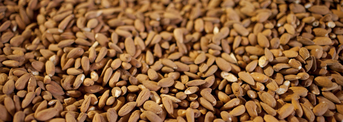 Largueta almonds | Foods and Wines from Spain