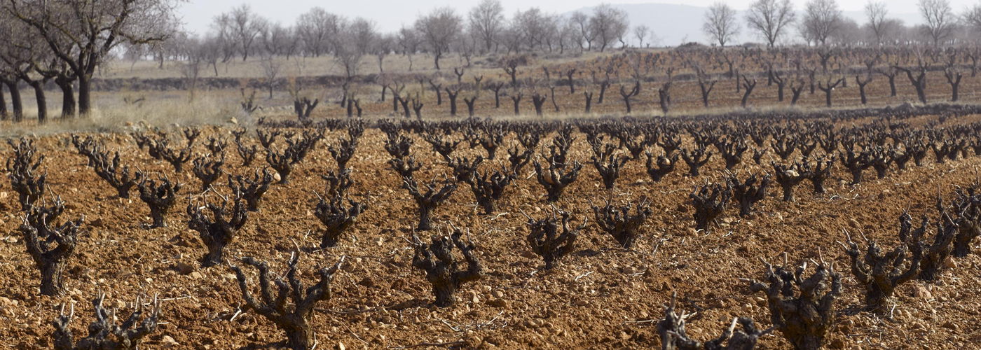 Campo de la Guardia VP | Foods and Wines from Spain