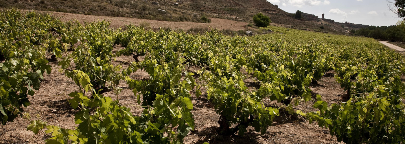 Cigales DO | Foods and Wines from Spain