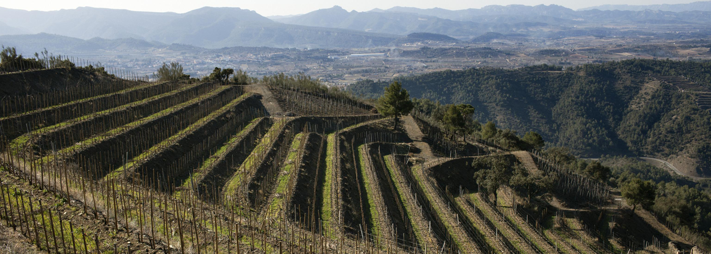 Cava DO | Foods and Wines from Spain